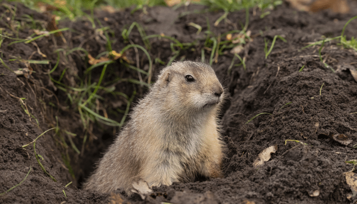 Gophers Taking Over Your Yard? Here’s What to Do