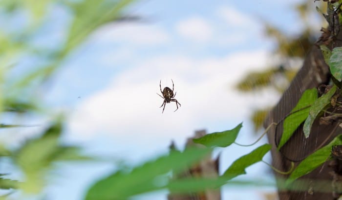 Utah Homeowners Beware: These Spiders May Be in Your Yard