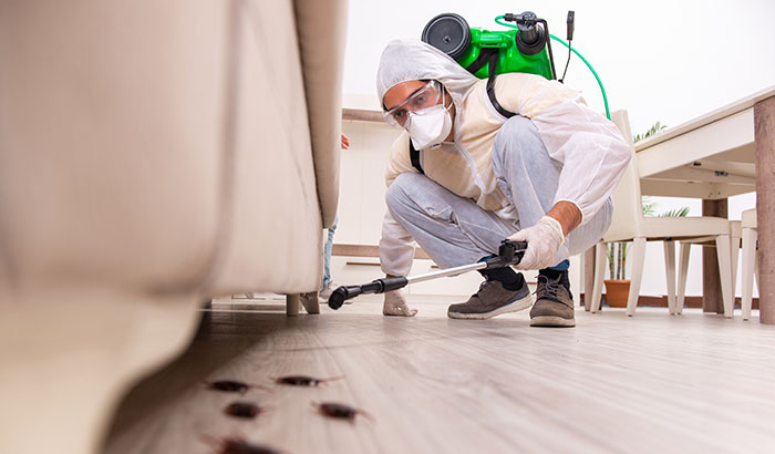 Pest Control: What Time of Day Is Best to Spray for Bugs?