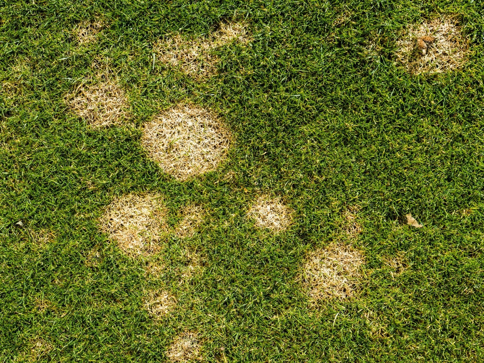 7 Common Lawn Diseases and How to Prevent Them